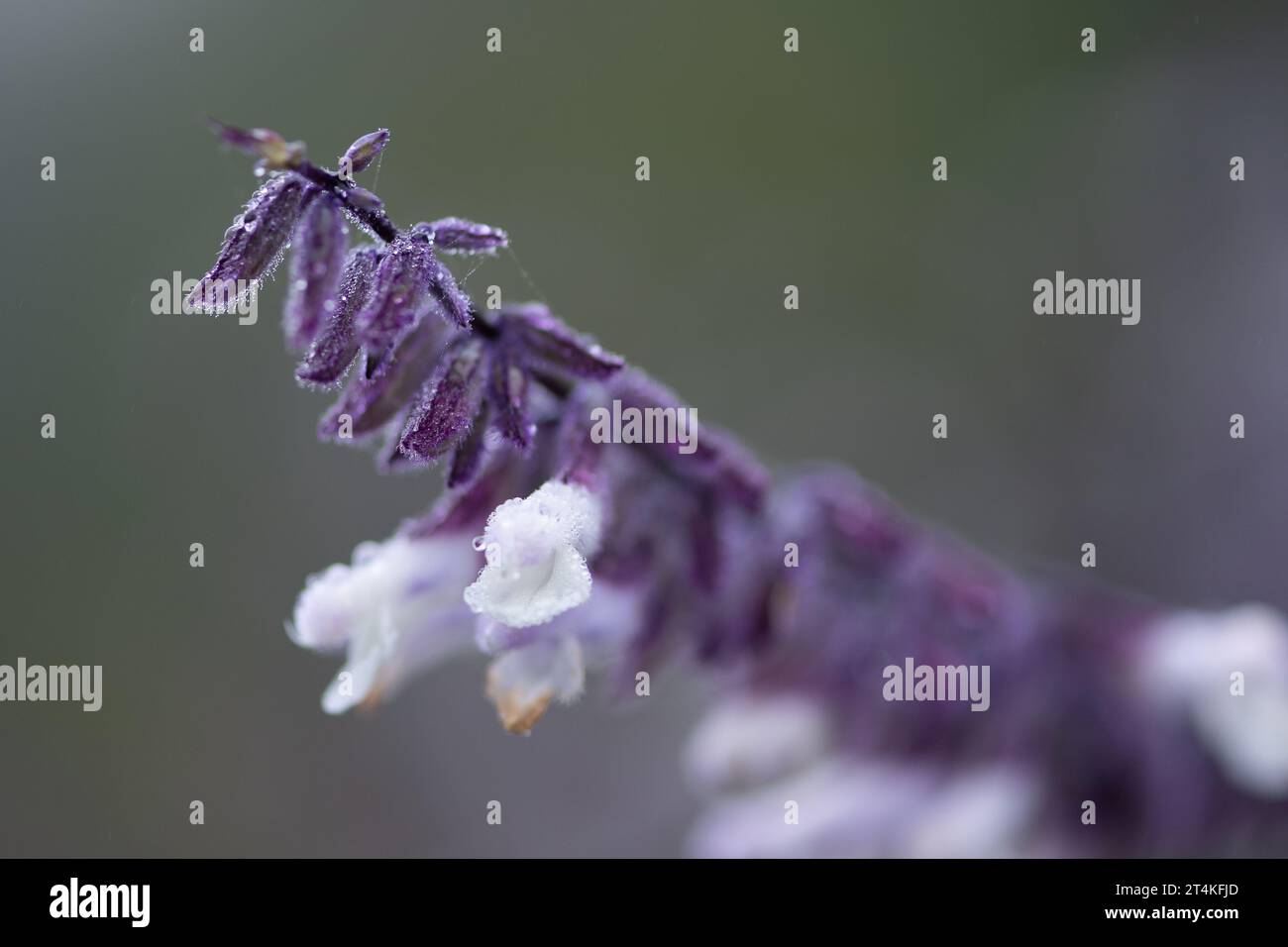 Taplow, UK. 31st October, 2023. Raindrops on flowers at the National ...