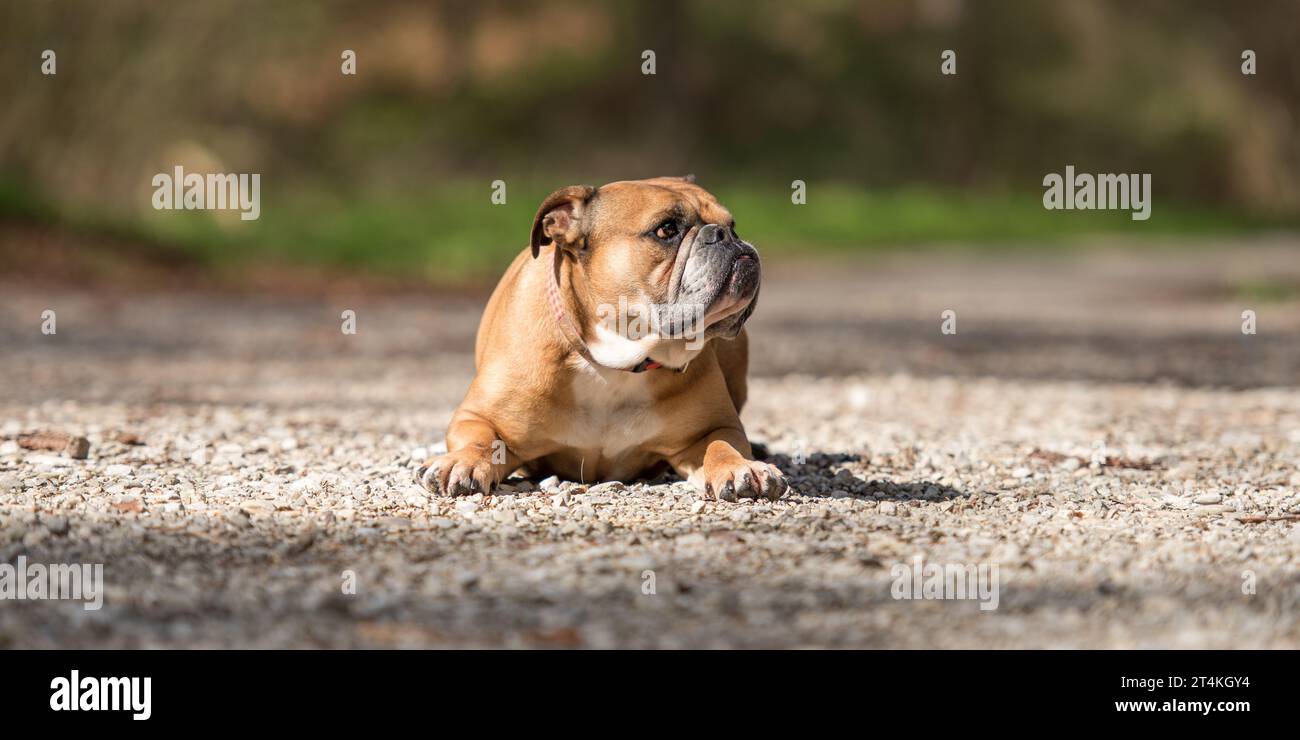 Continental Bulldog dog is lying in the forest in front of blurred ...