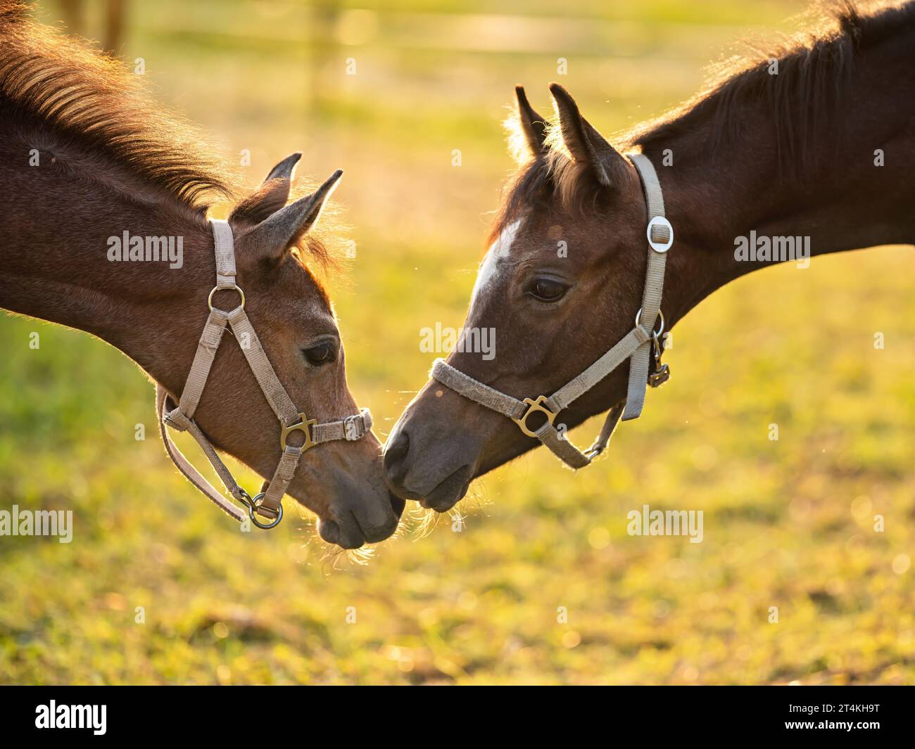 Small brown Arabian horse foal standing next to his mother, looks like ...