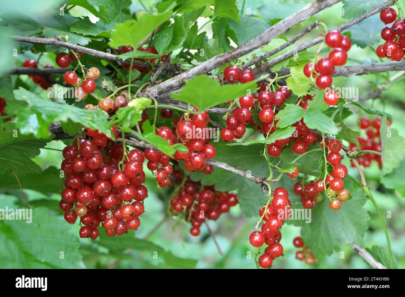 On the branch bush berries are ripe redcurrant (Ribes rubrum Stock ...