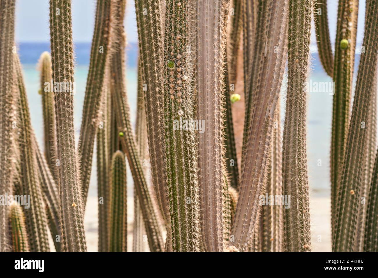 Many tall thin cactus plants growing outdoor, closeup detail Stock Photo - Alamy