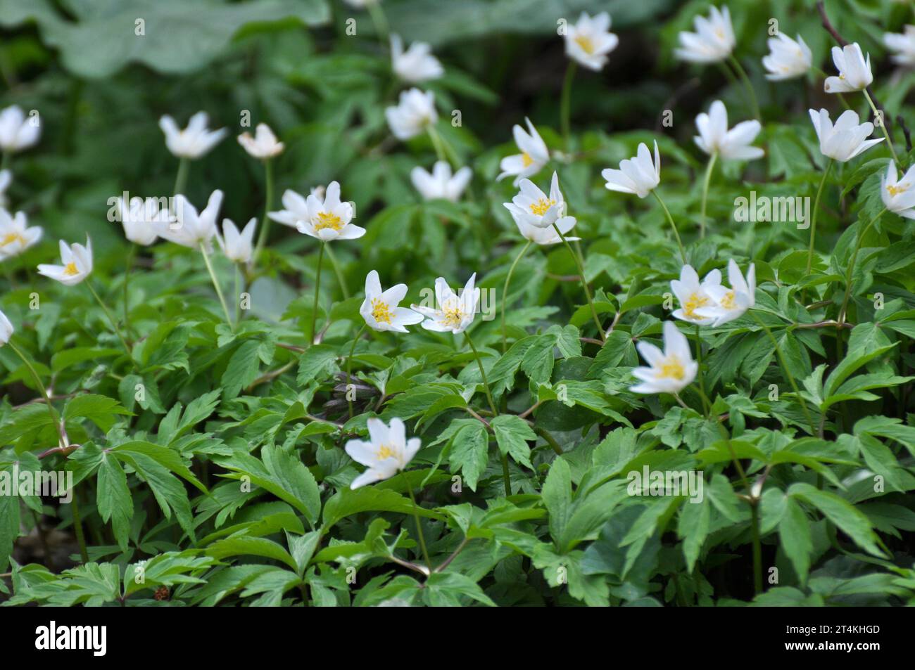 In the wildlife of the forest bloom early spring perennial plant ...