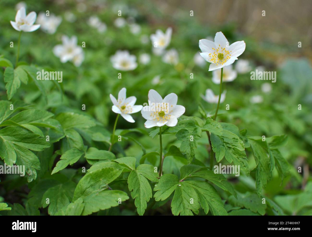 In the wildlife of the forest bloom early spring perennial plant ...