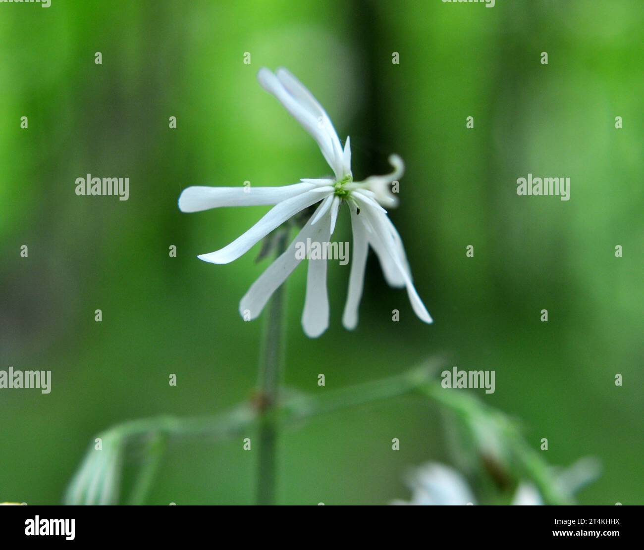 Silene latifolia leaf hi-res stock photography and images - Alamy