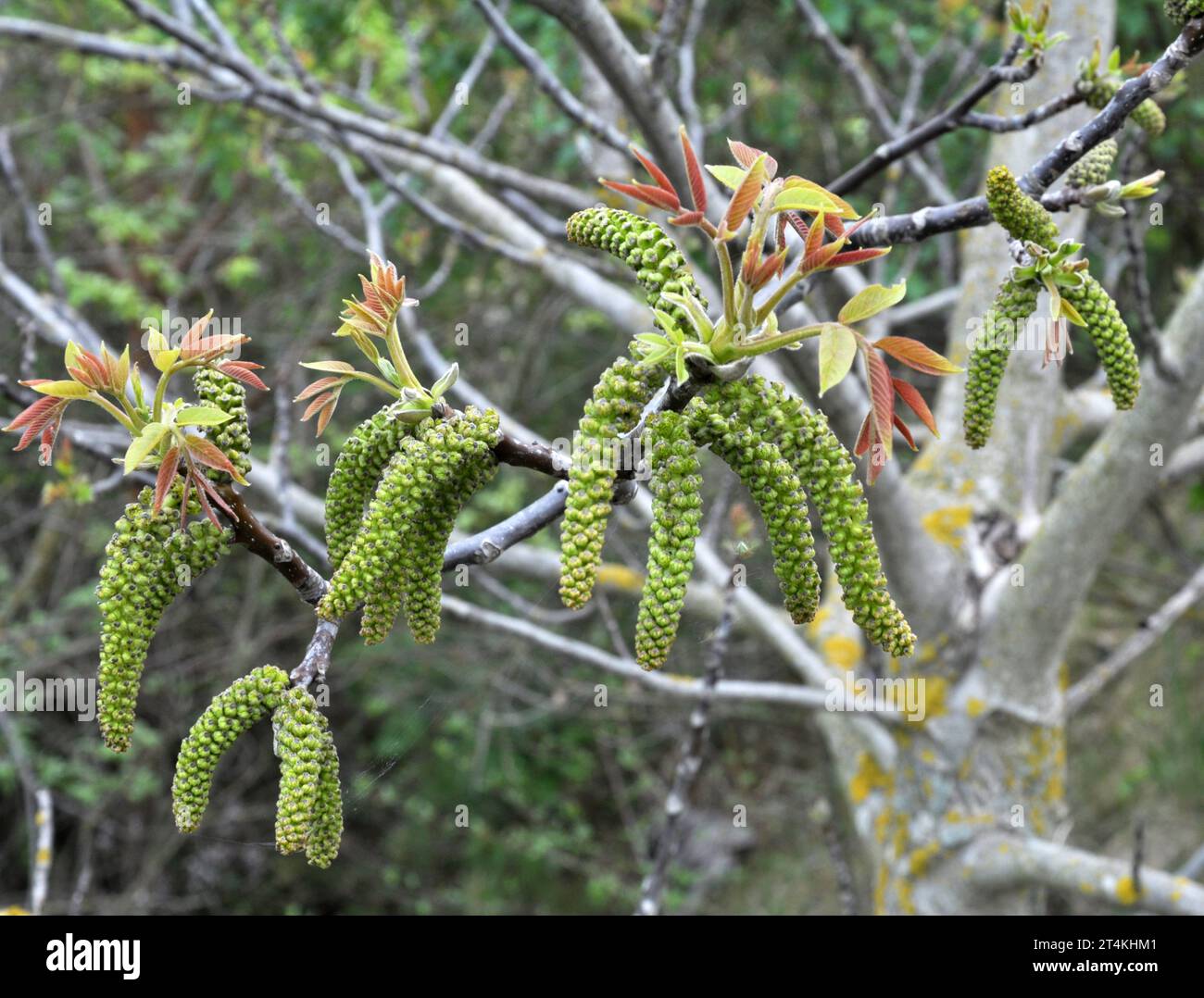 Spring flowering walnut on a blurry background Stock Photo - Alamy