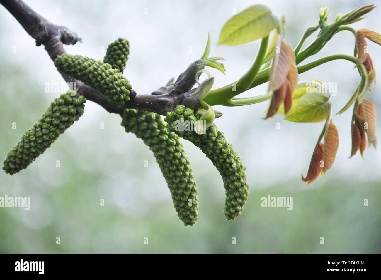 Spring flowering walnut on a blurry background Stock Photo - Alamy