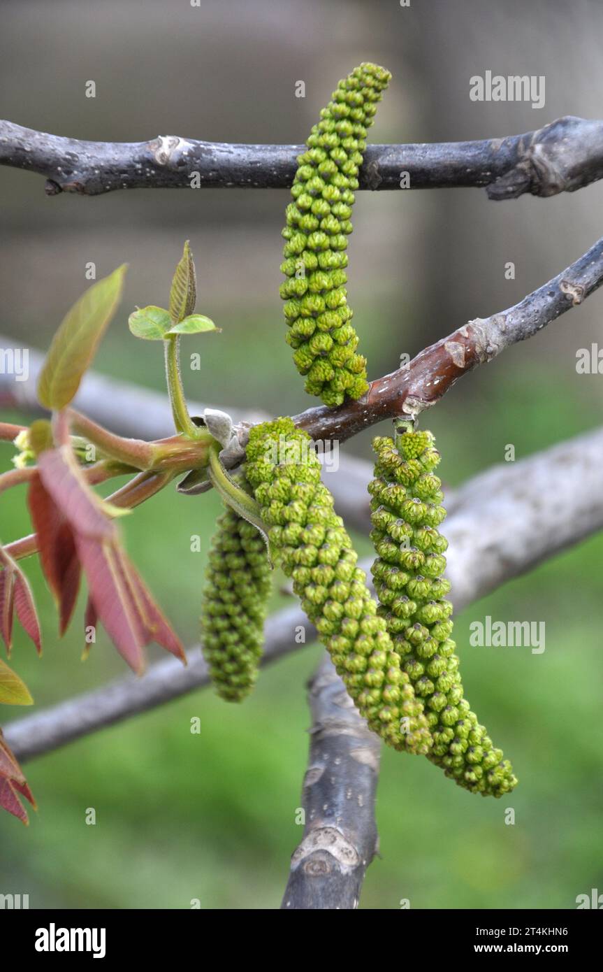 Spring flowering walnut on a blurry background Stock Photo - Alamy