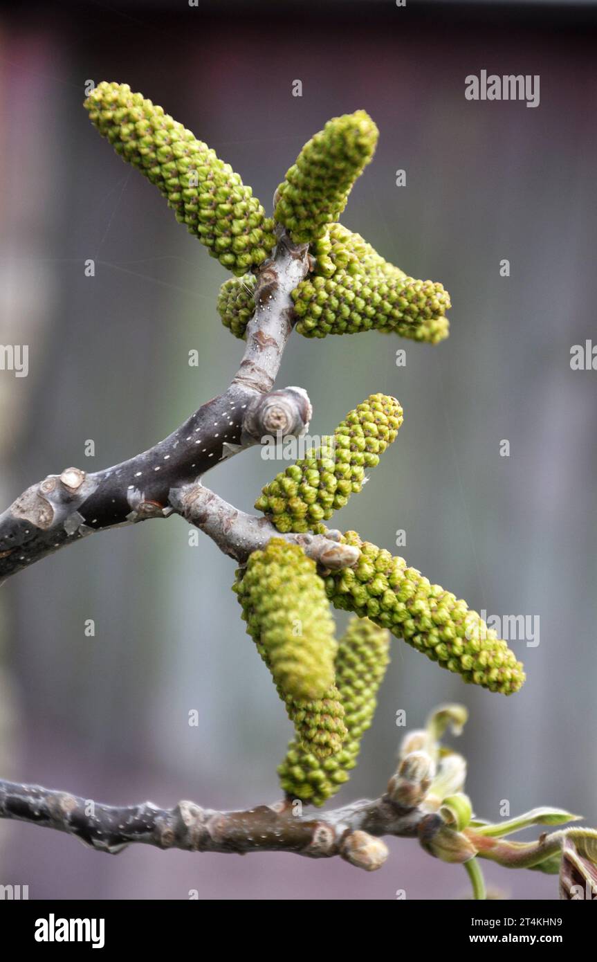 Spring flowering walnut on a blurry background Stock Photo - Alamy