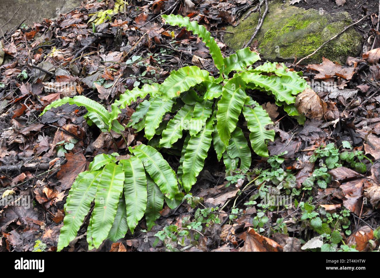 In the wild, ferns of Asplenium scolopendrium grow in the forest Stock ...