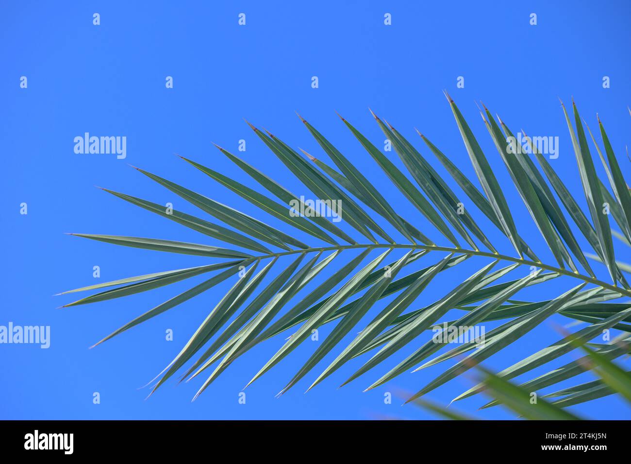 leaves of a tropical palm tree on the island of Cyprus against a blue ...