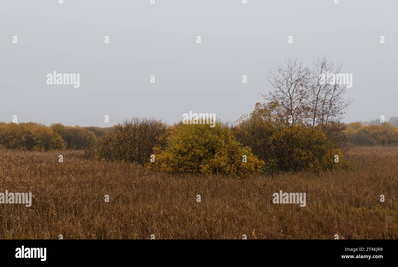 Autumn landscape in misty morning, Ukraine Stock Photo - Alamy