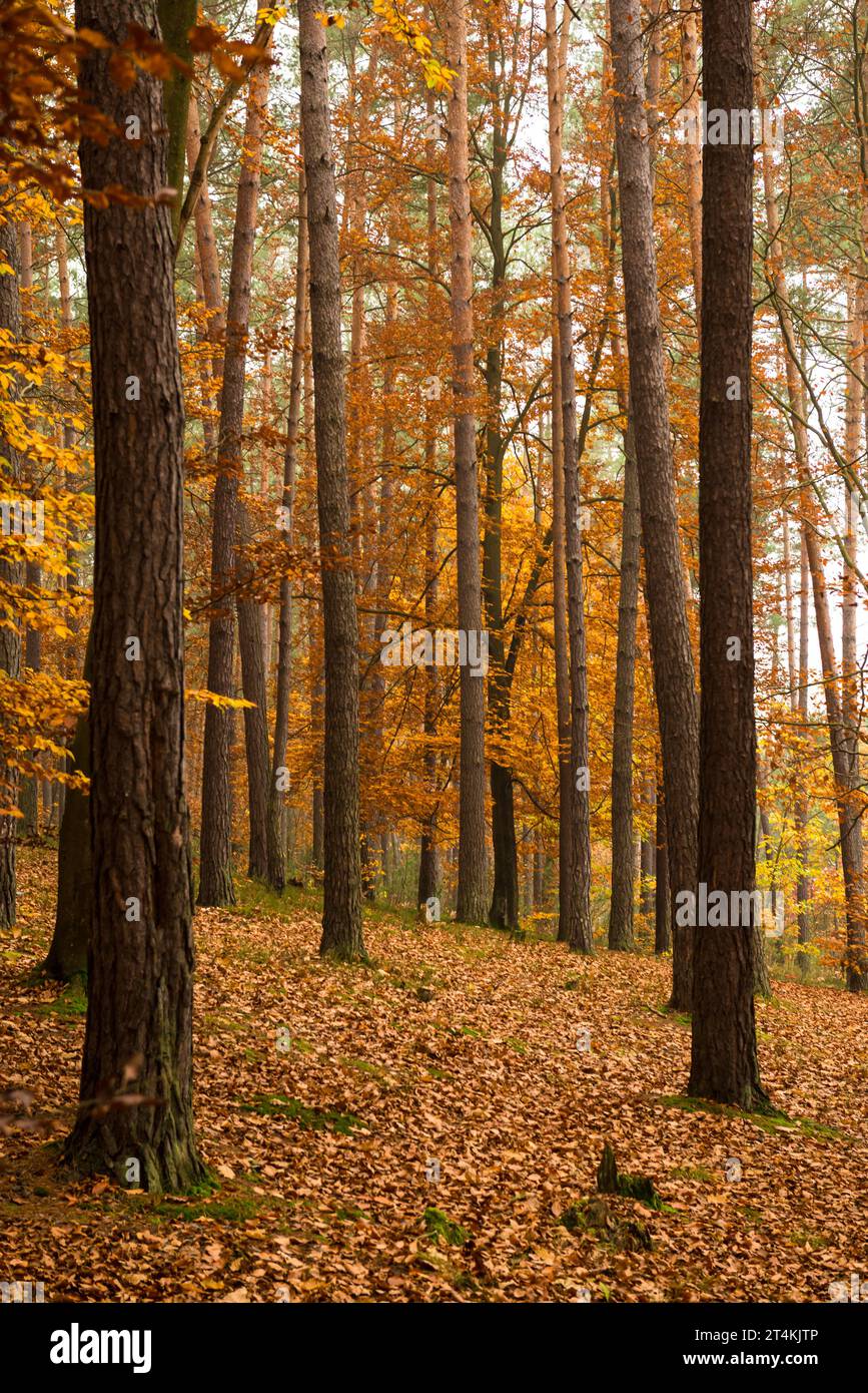 Red forest ukraine hi-res stock photography and images - Alamy