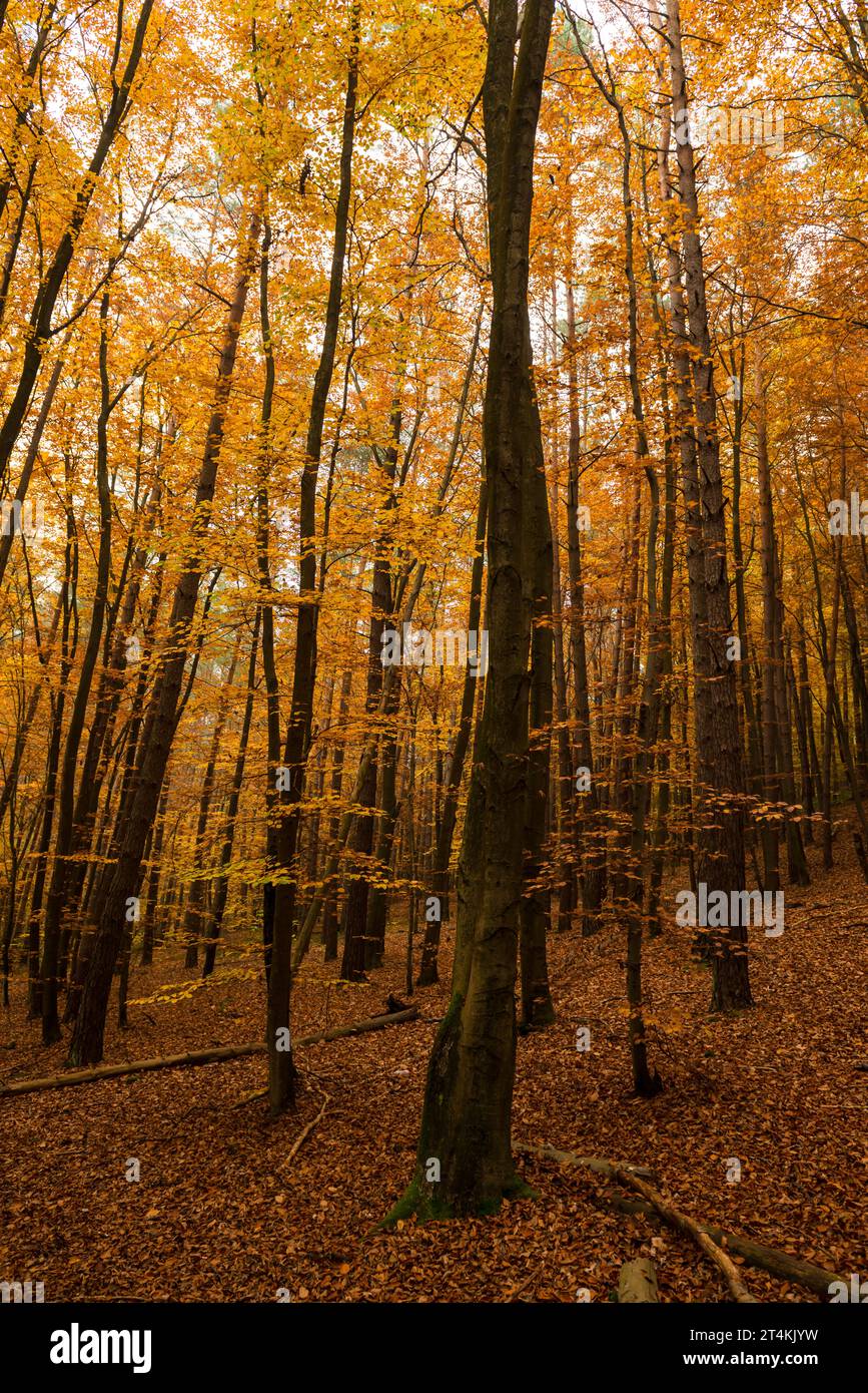 Red forest ukraine hi-res stock photography and images - Alamy