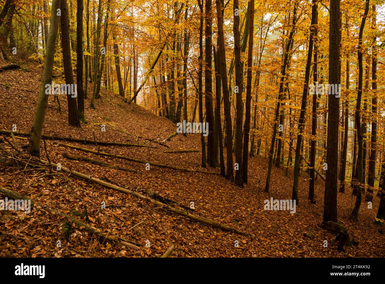 Red forest ukraine hi-res stock photography and images - Alamy