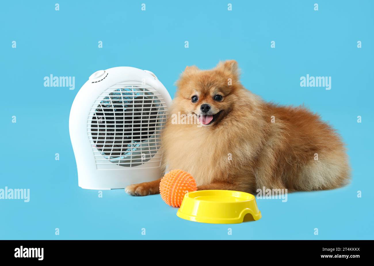 Cute Pomeranian spitz with electric fan, bowl of water and pet toy ...