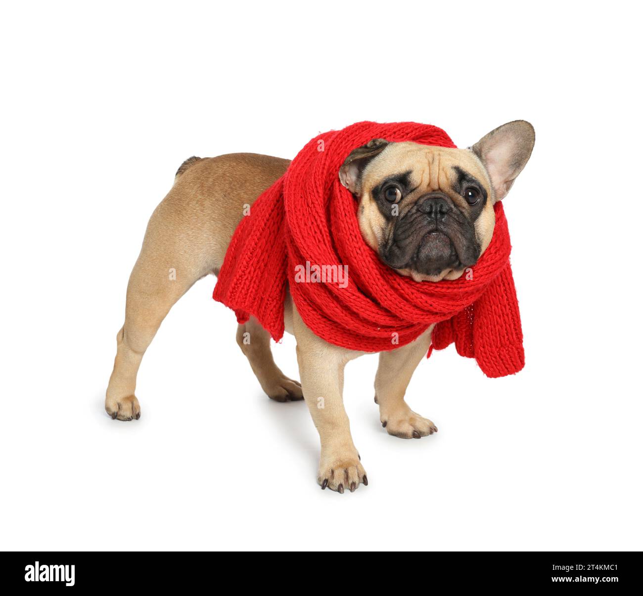 Cute pug dog with warm scarf isolated on white background Stock Photo ...