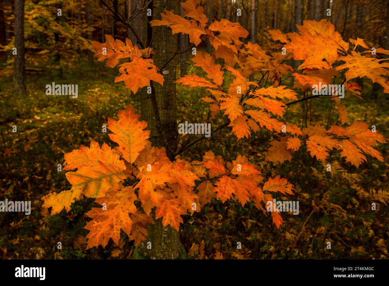Deciduous forest with bench in autumn hi-res stock photography and ...