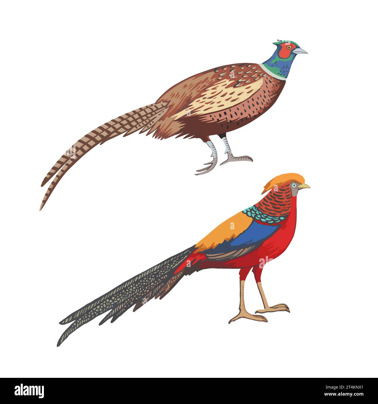 Ring necked pheasant illustration Stock Vector Images - Alamy