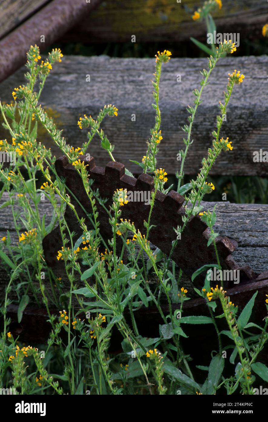 Traver Ranch farm equipment display, Carrizo Plain National Monument ...
