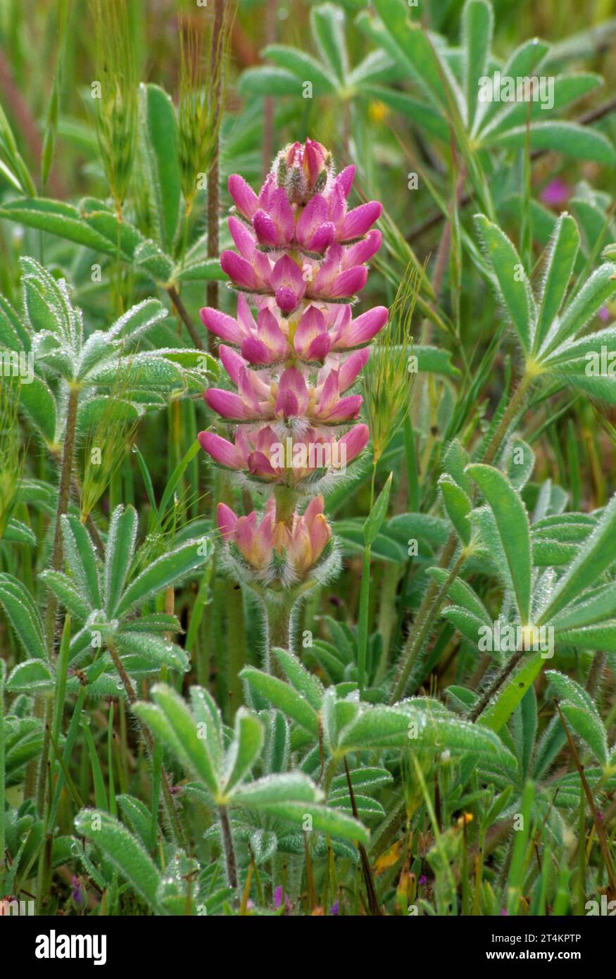 Pink california wildflower hi-res stock photography and images - Alamy