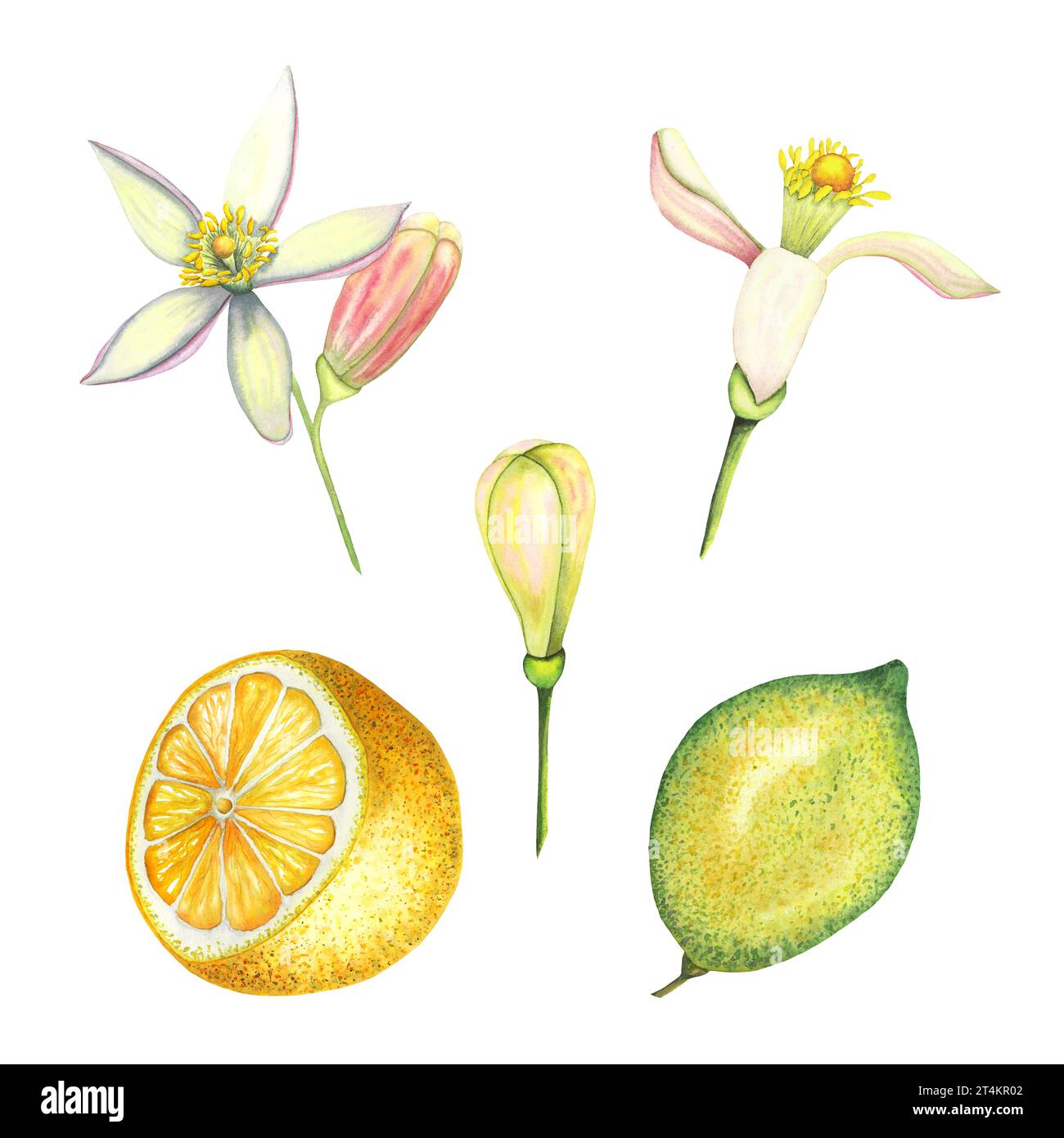 Watercolor lemon and lime set with fruit, bud and flower. Hand painted ...