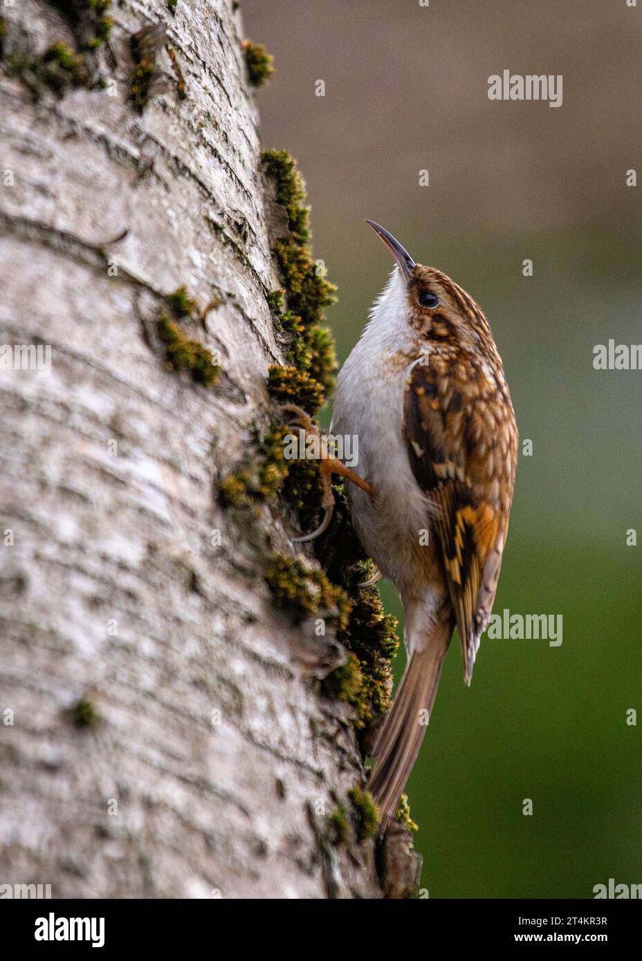 mall, brown bird with a long tail and a down-curved bill. Found in ...