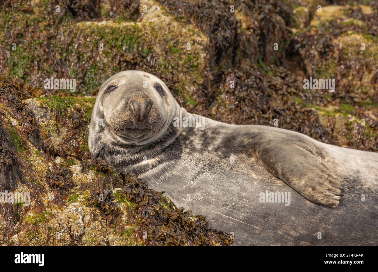 Grey seal sunbathing on the rocks on the Farne Islands Stock Photo - Alamy