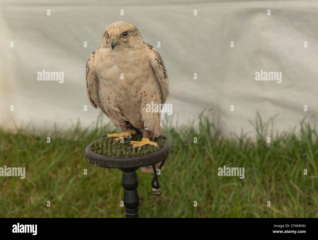 Peregrine falcon cross hi-res stock photography and images - Alamy