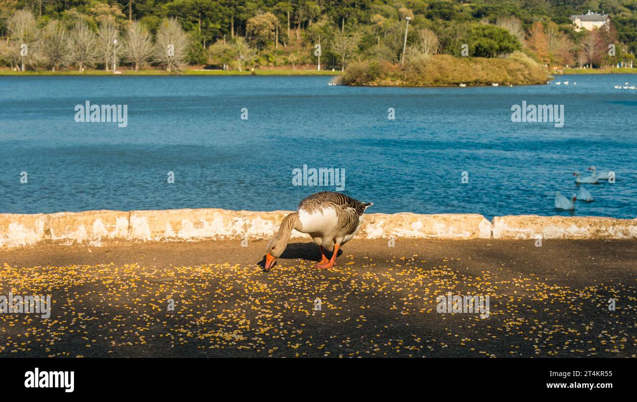 Goose eating corn at Sao Bernardo Lake. Tourist destination in Sao ...
