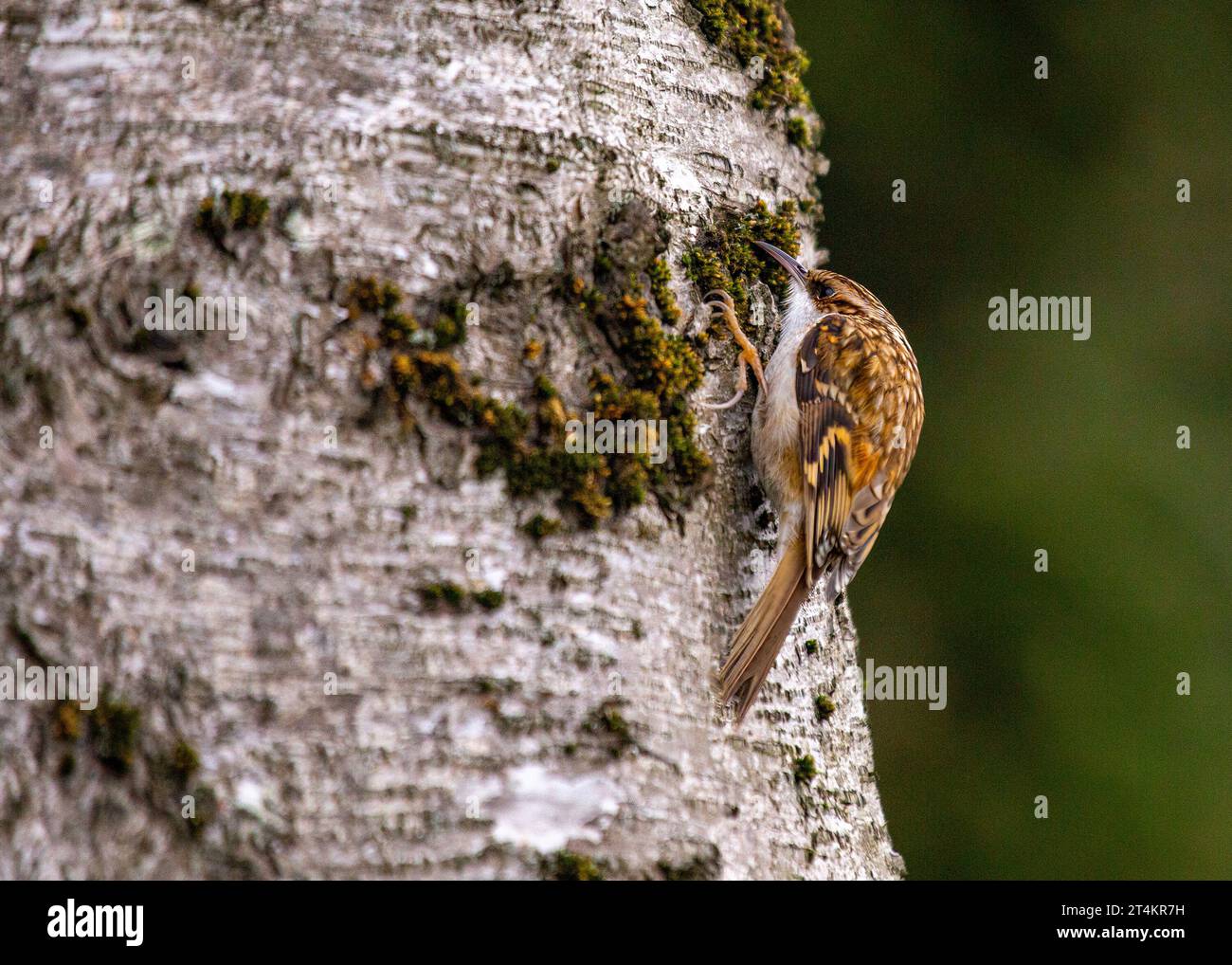mall, brown bird with a long tail and a down-curved bill. Found in ...