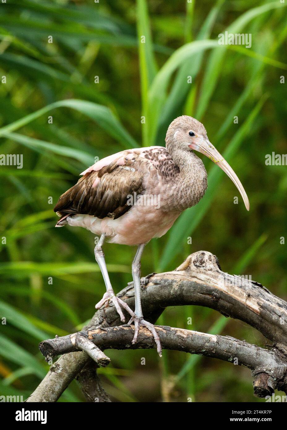 Curved red beak hi-res stock photography and images - Alamy
