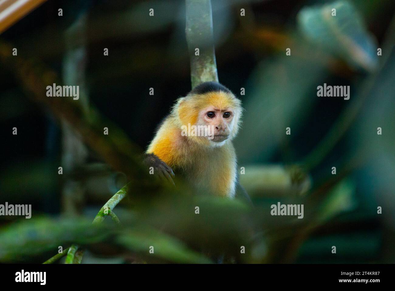 Social and playful white-faced capuchin (Cebus capucinus) spotted ...