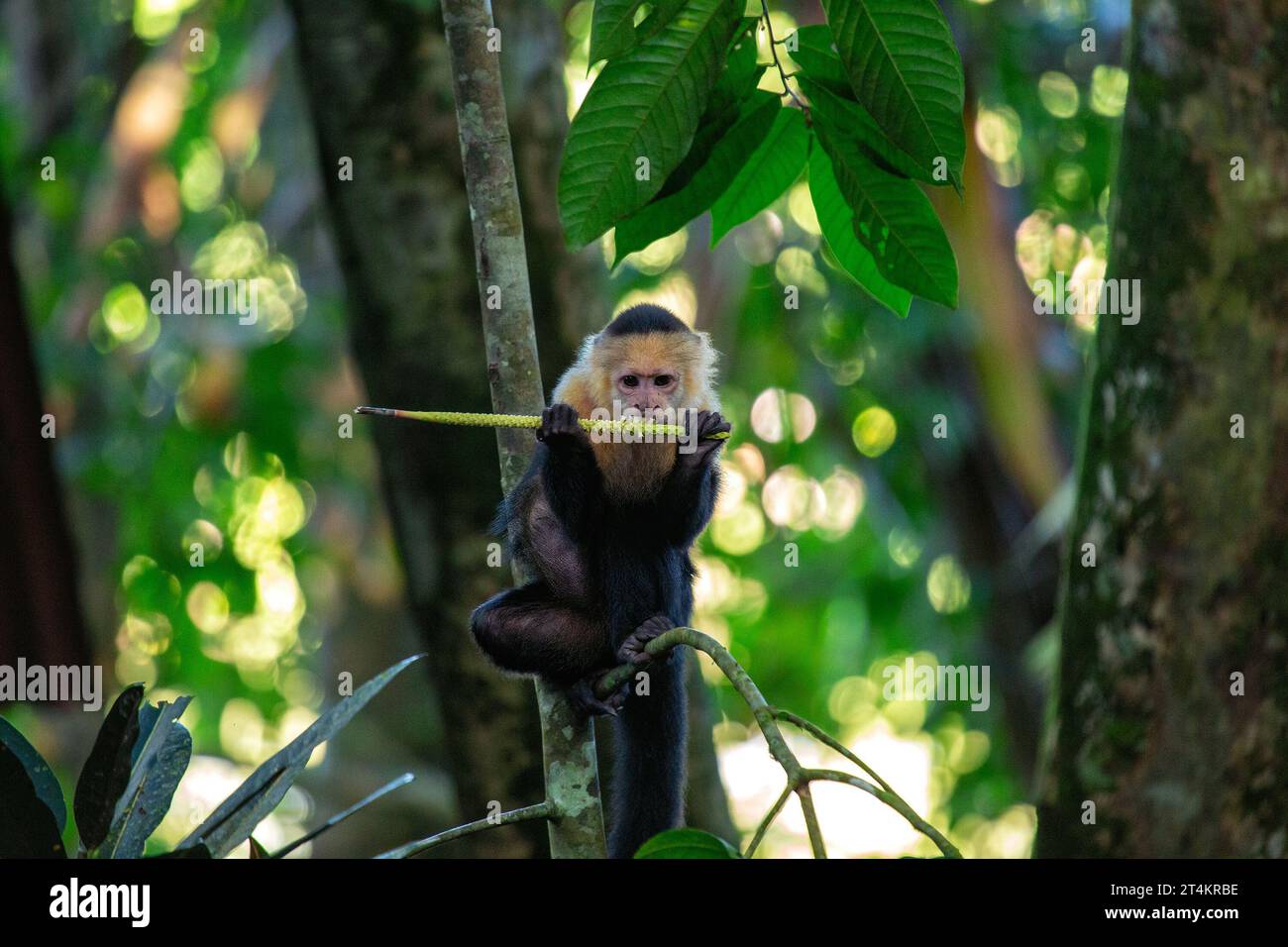 Social and playful white-faced capuchin (Cebus capucinus) spotted ...