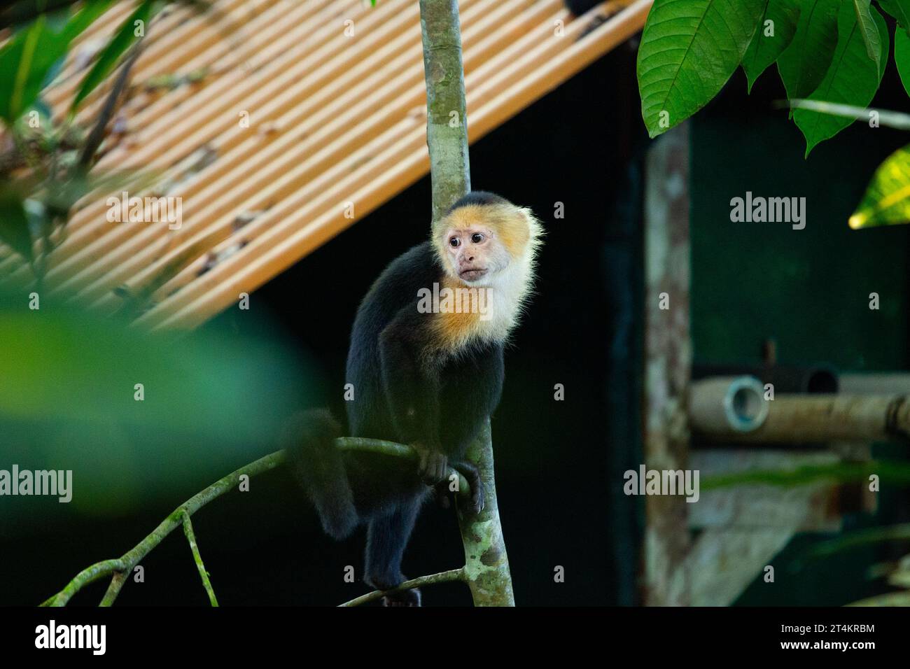 Social and playful white-faced capuchin (Cebus capucinus) spotted ...