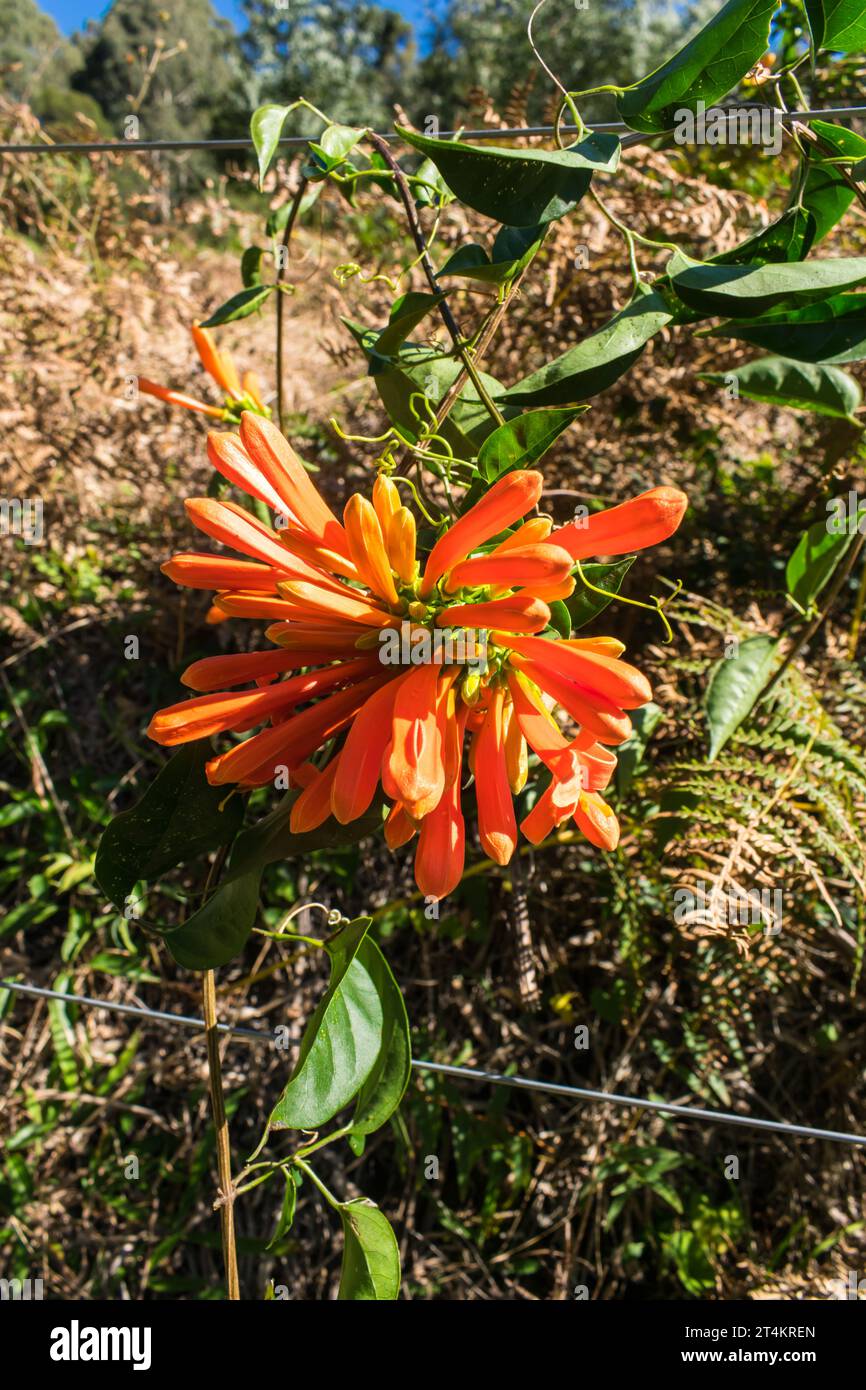 Pyrostegia venusta aka Flame vine orange flower in Sao Francisco de ...