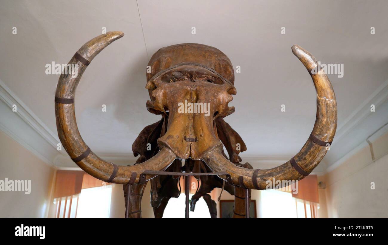 The skeleton of a mammoth in the Museum of Russia. Mammoth skeleton at ...