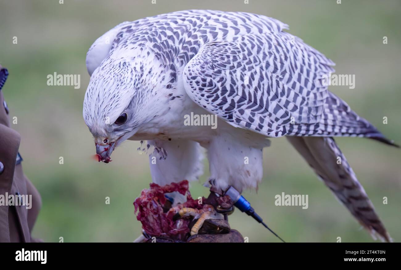 Falco crest hi-res stock photography and images - Alamy