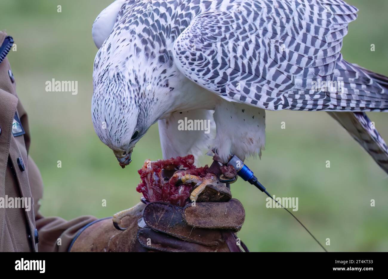 close-up of a GyrFalcon (Gyr Falcon, Falco rusticolus) feeding on a ...