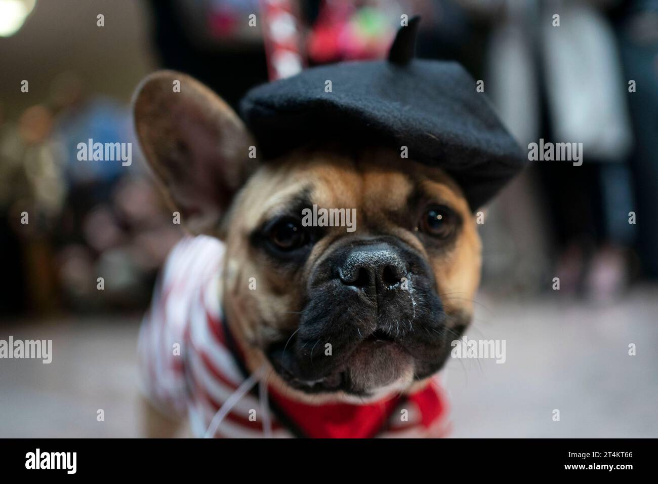 Washington, United States. 31st Oct, 2023. Dogs in costumes parade ...