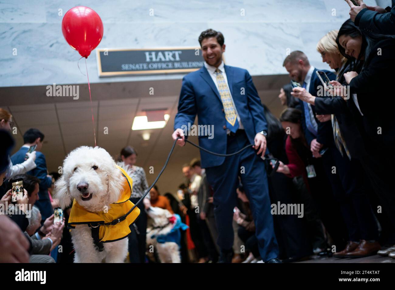 Washington, United States. 31st Oct, 2023. Dogs in costumes parade ...