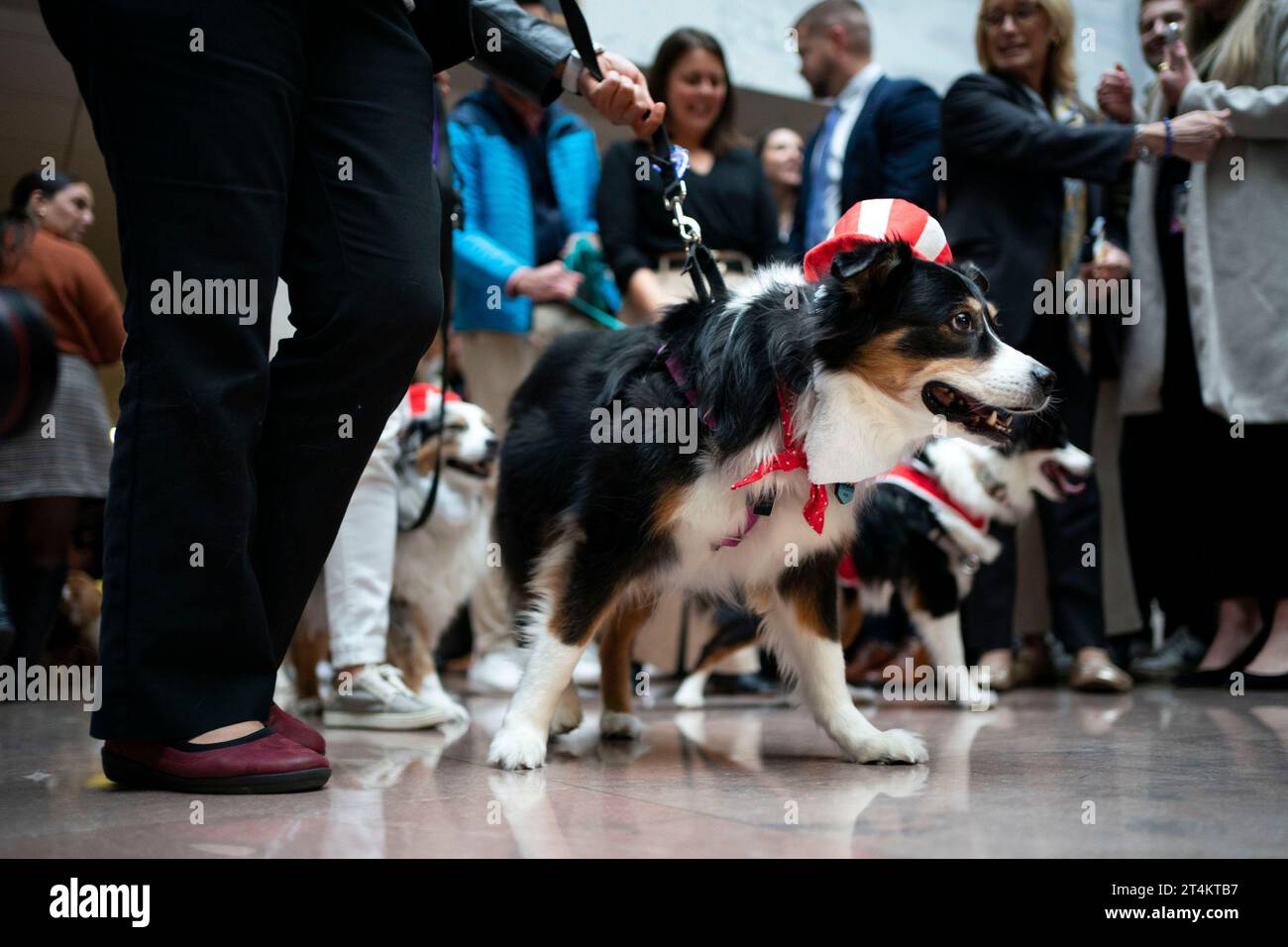 Washington, United States. 31st Oct, 2023. Dogs in costumes parade ...