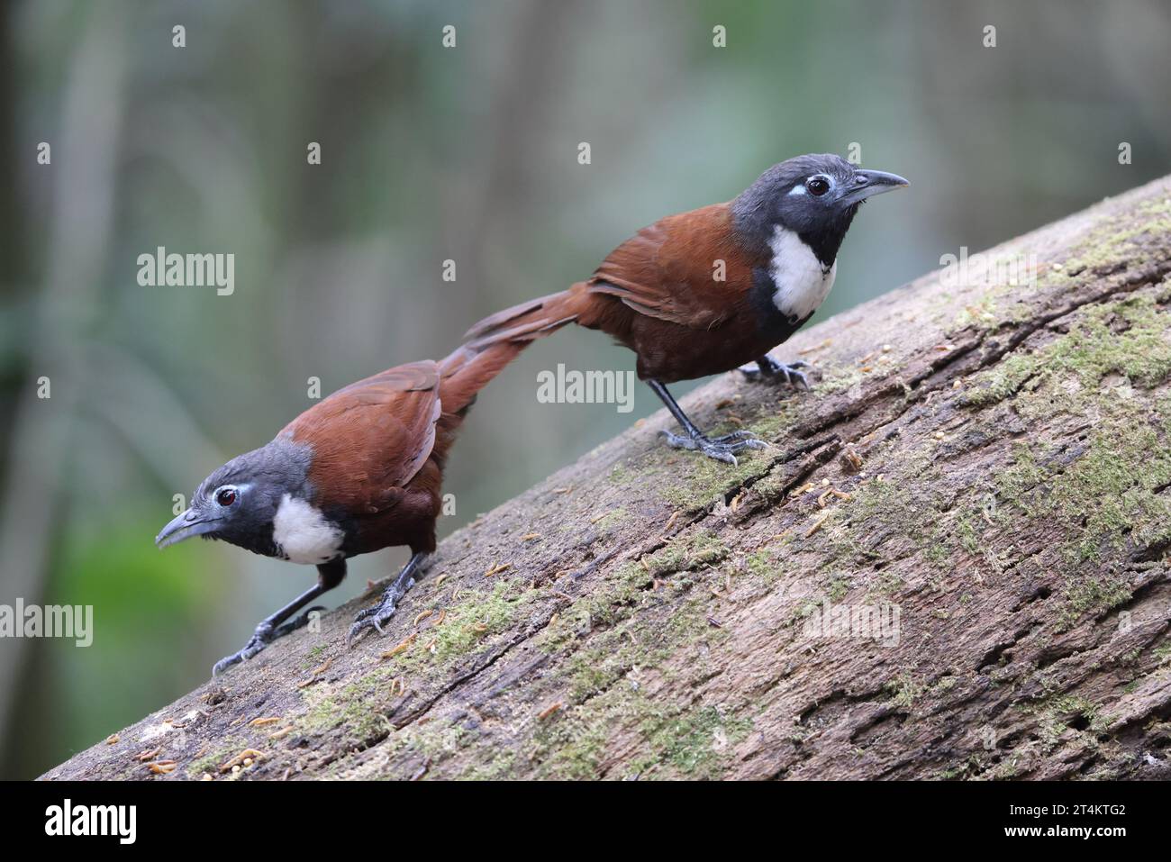 The white-bibbed babbler (Stachyris thoracica) is a species of bird in ...