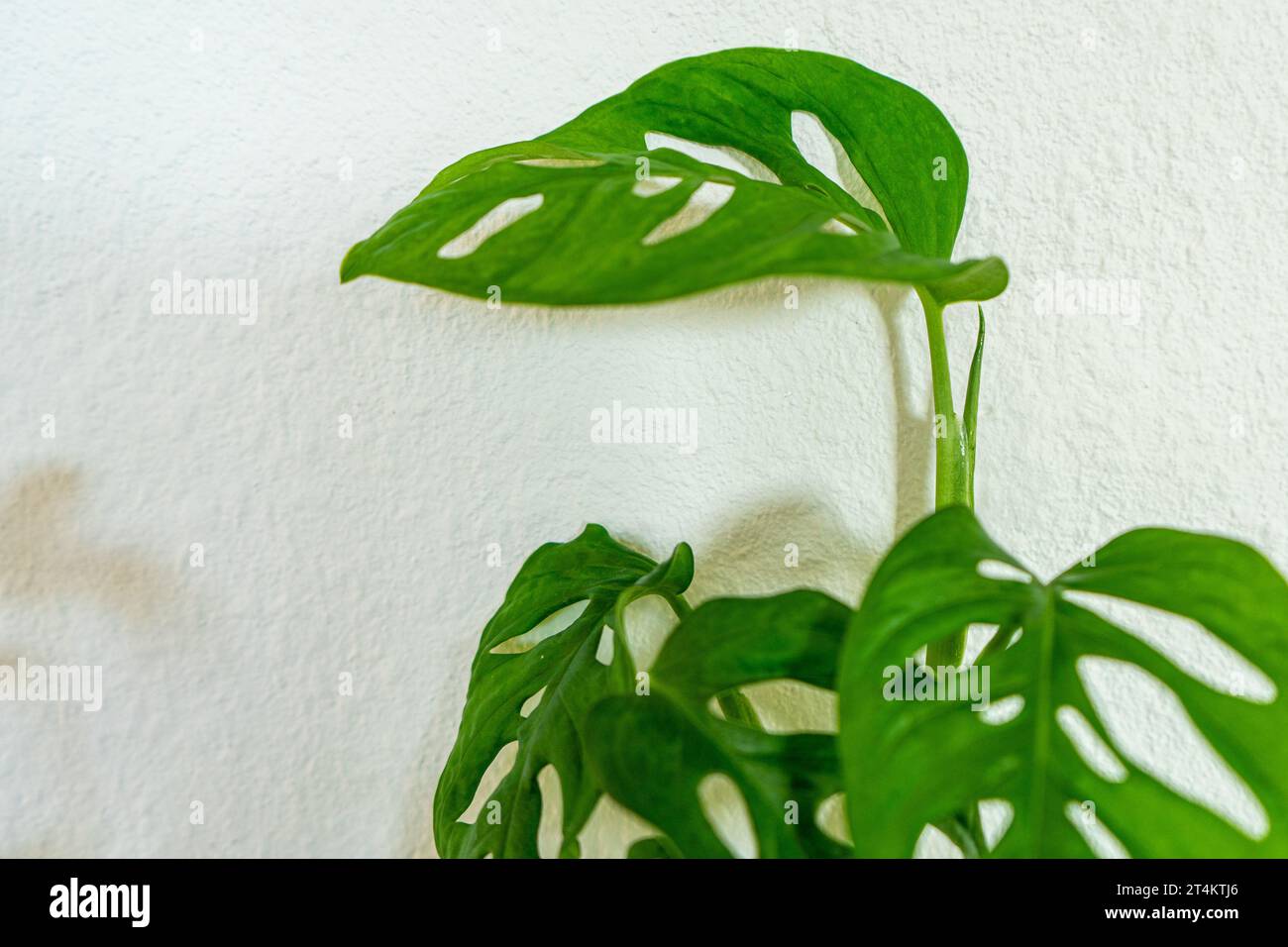 monkey leaf, green houseplant in front of white wall Stock Photo - Alamy