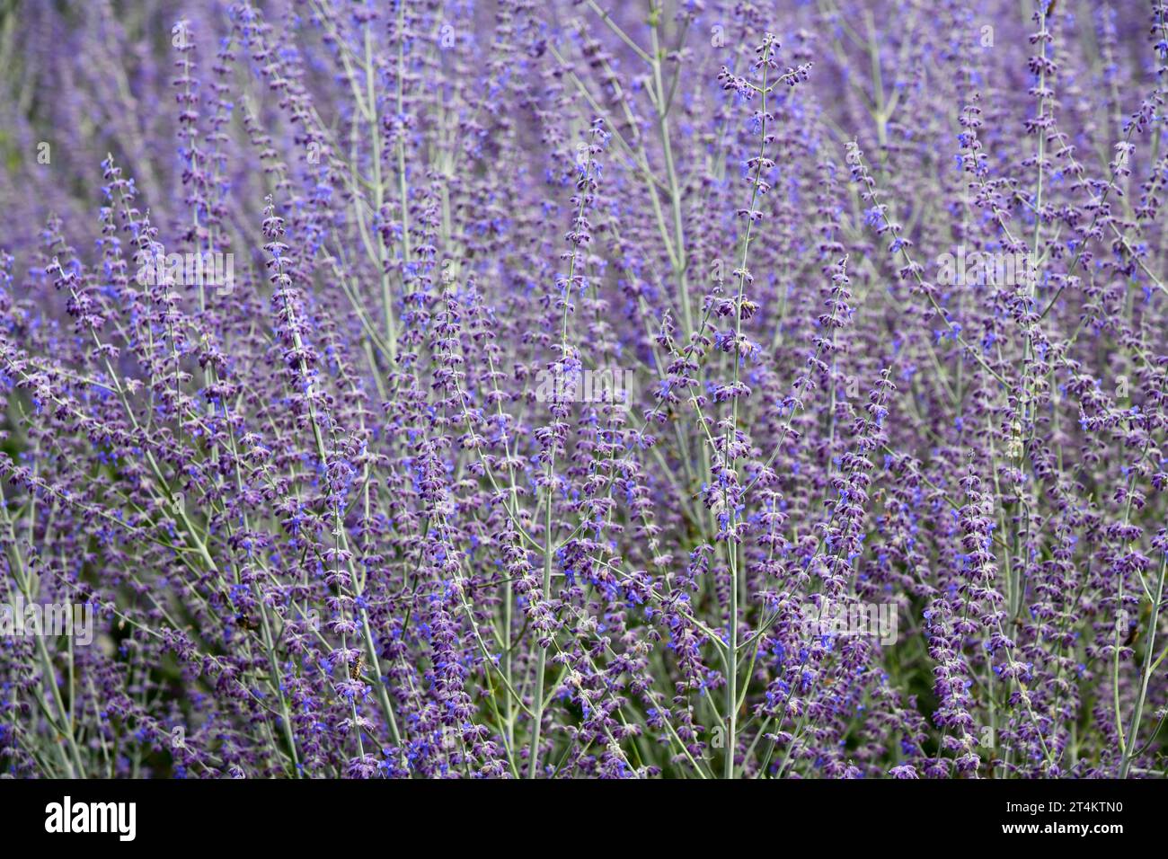 The blue rue is ideal for dry locations Stock Photo - Alamy