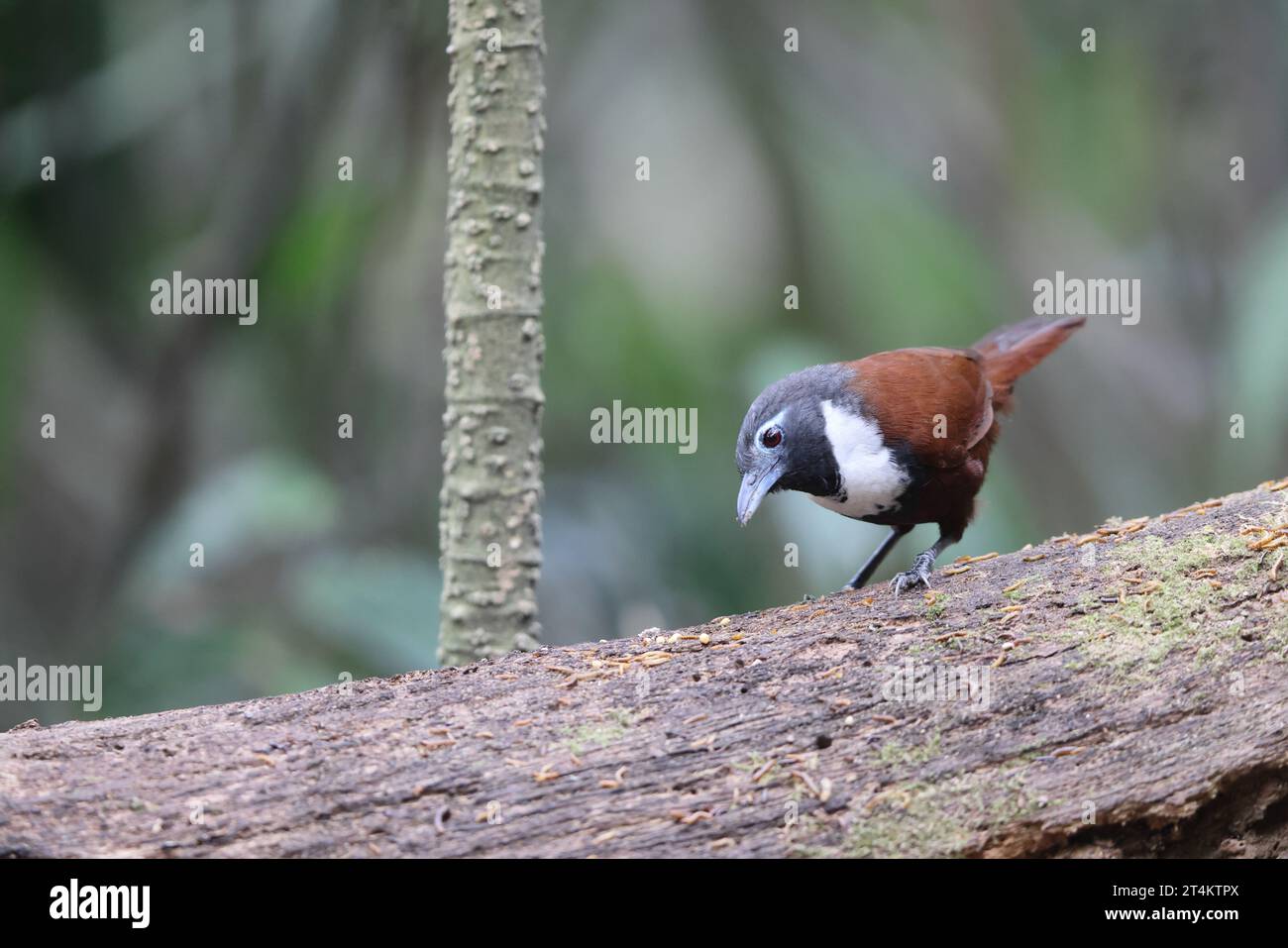 The white-bibbed babbler (Stachyris thoracica) is a species of bird in ...
