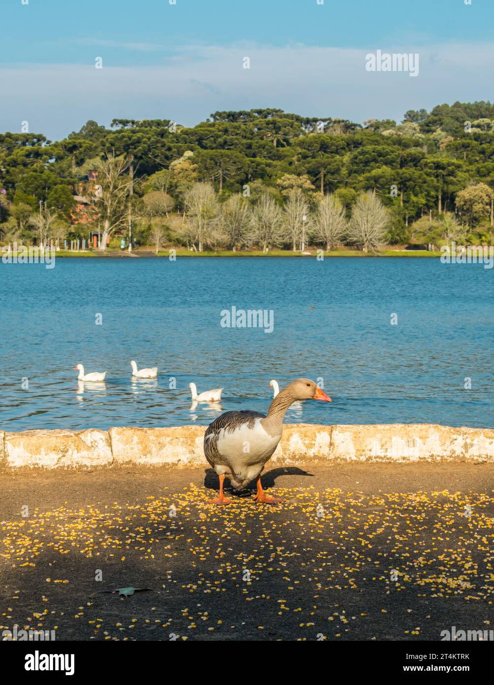 Geese at Sao Bernardo Lake. Tourist destination in Sao Francisco de ...