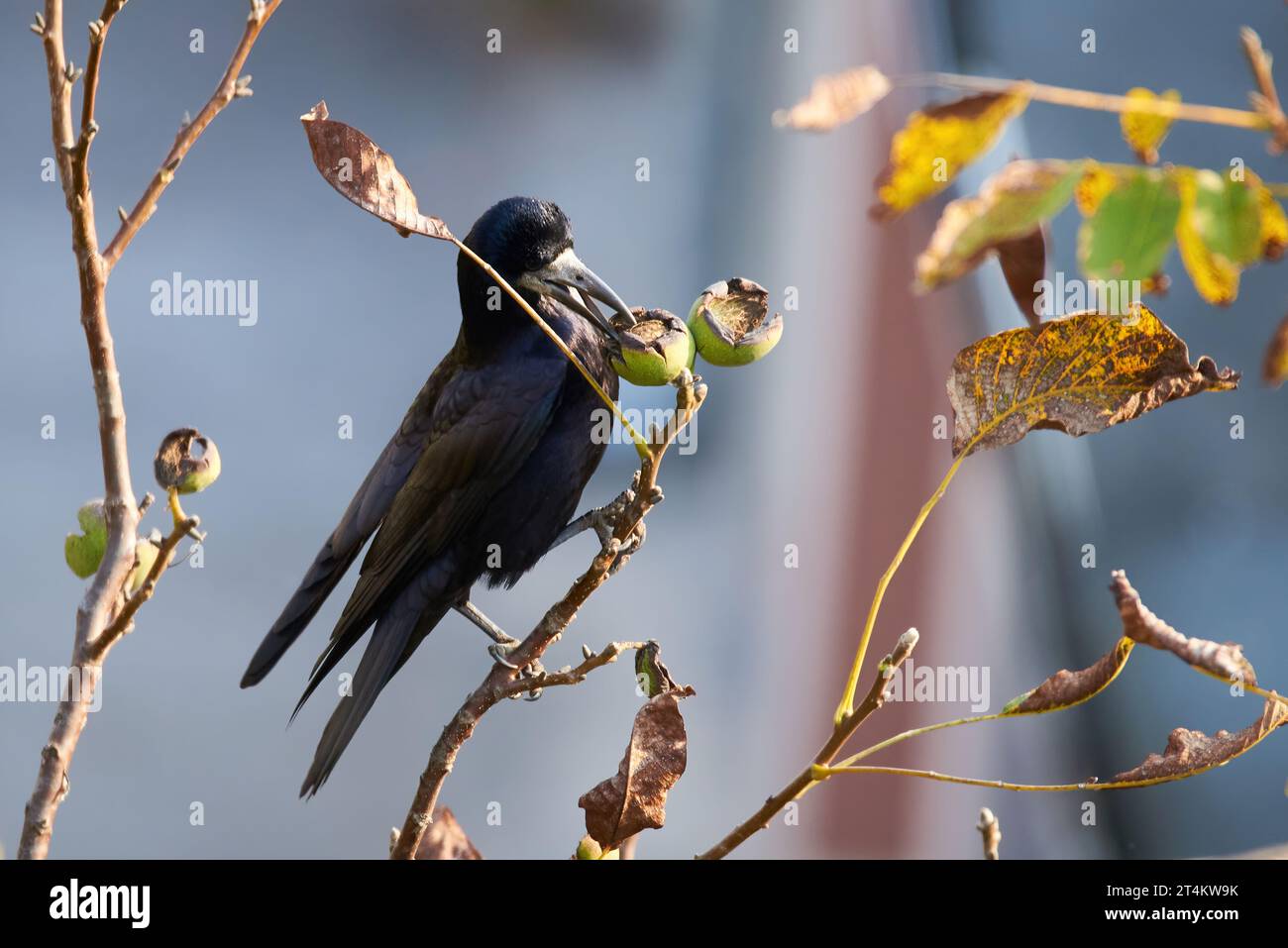 Rook bird feeding with walnut from a tree (Corvus frugilegus Stock ...