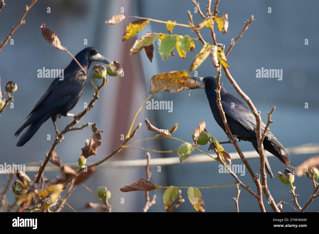 Rook corvus frugilegus walnut hi-res stock photography and images - Alamy