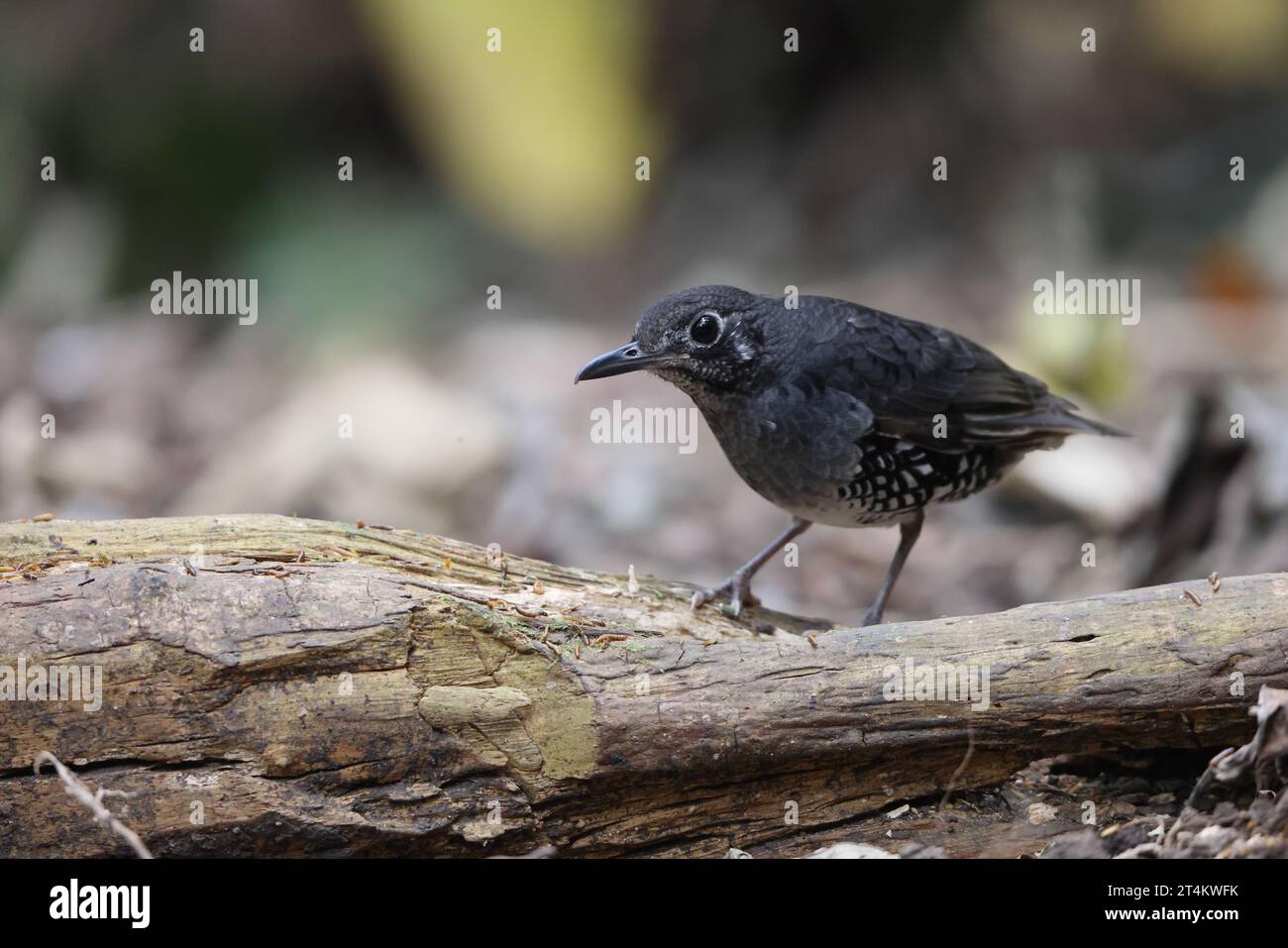 Sunda Thrush (Zoothera andromedae),Slaty blue-gray thrush with ...