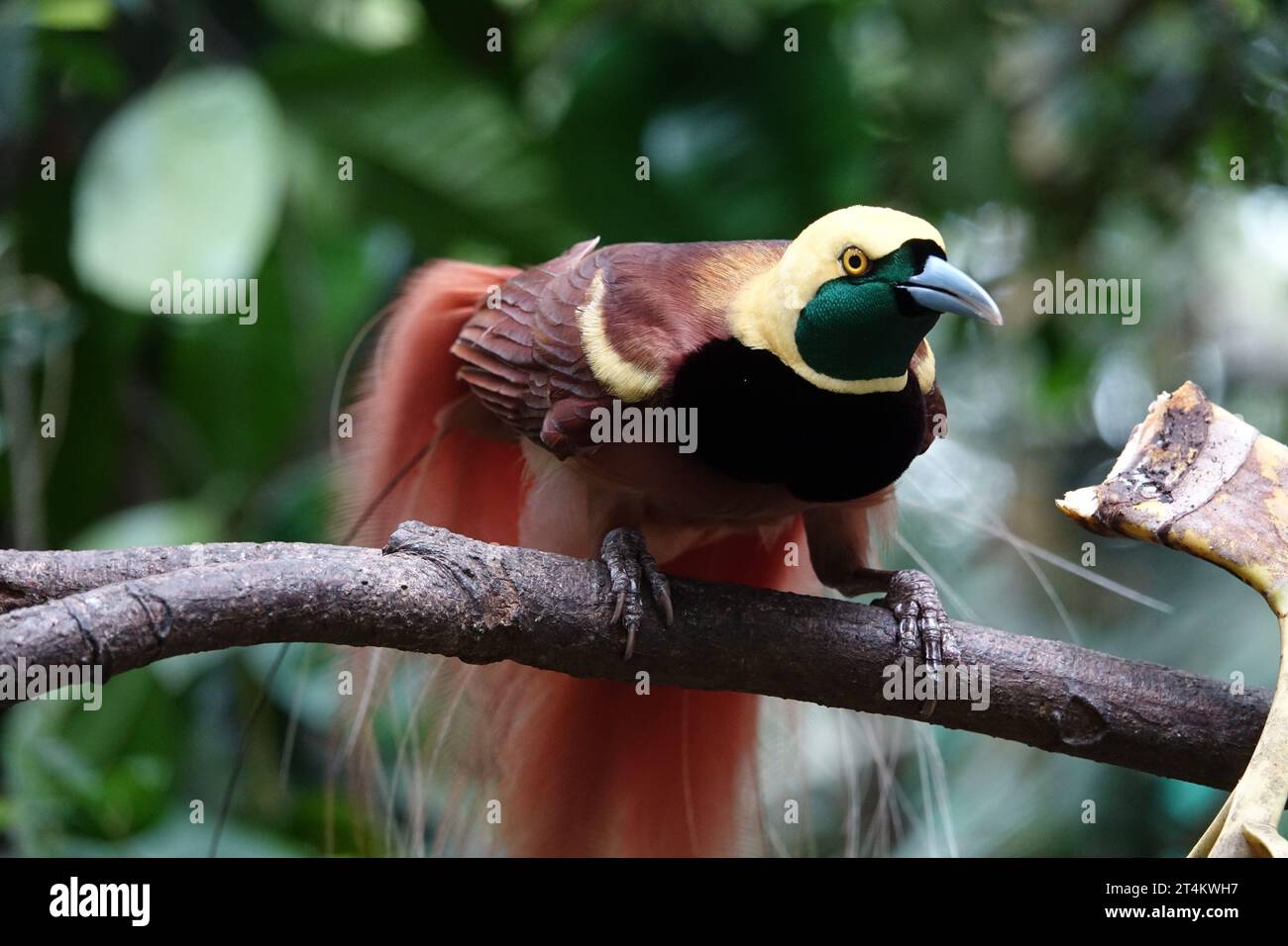 A beautiful white bird perched atop a leafy branch, its long feathers ...